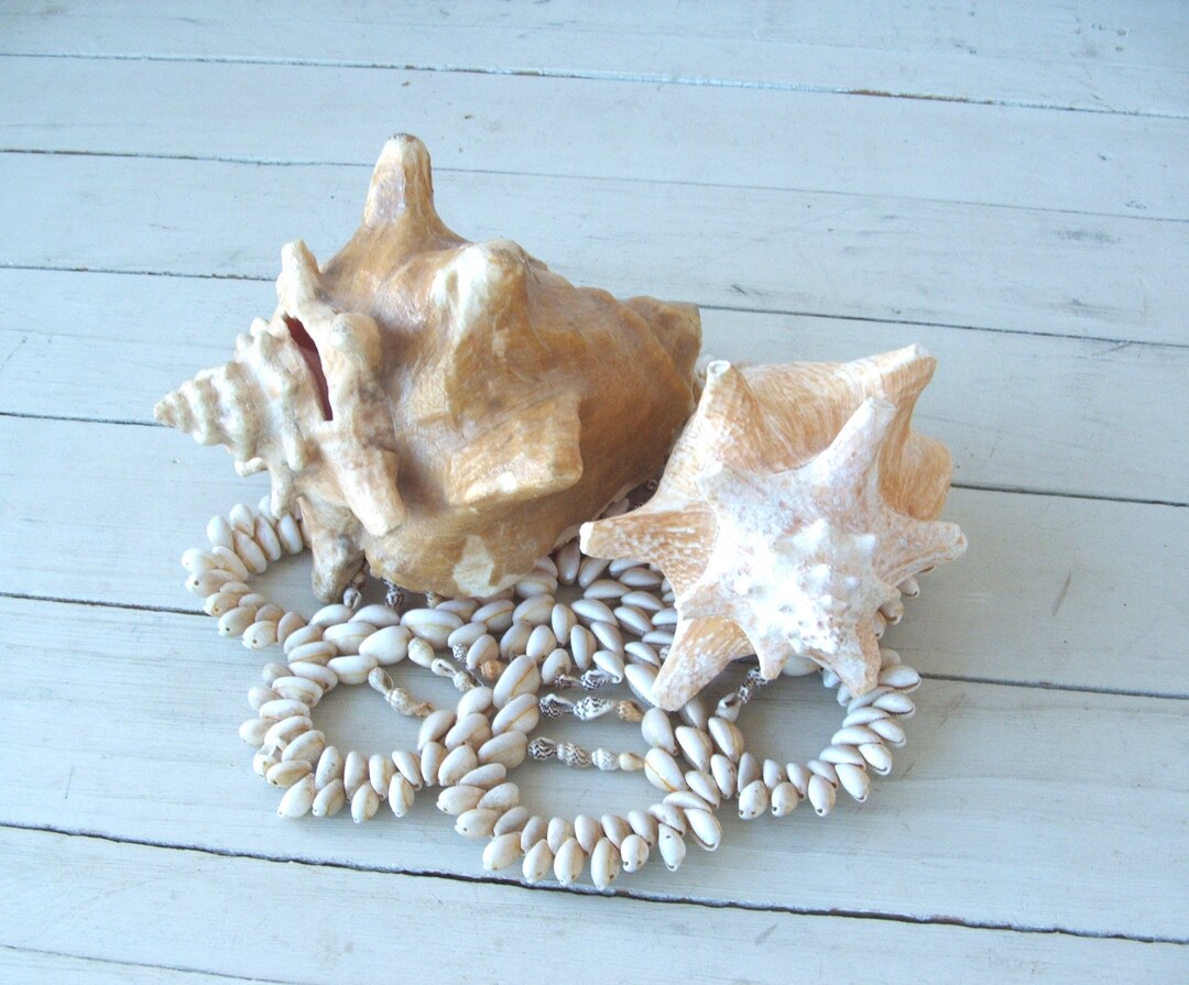 3 Piece Seashell Collection Two Conch Shells and One Cowrie Shell Doily ...