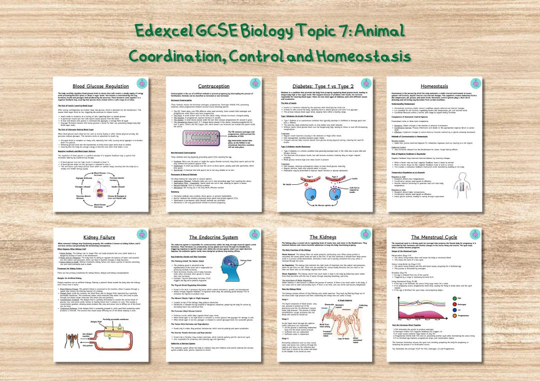 GCSE Biology Revision Notes Edexcel: Topic 7 Animal Coordination ...