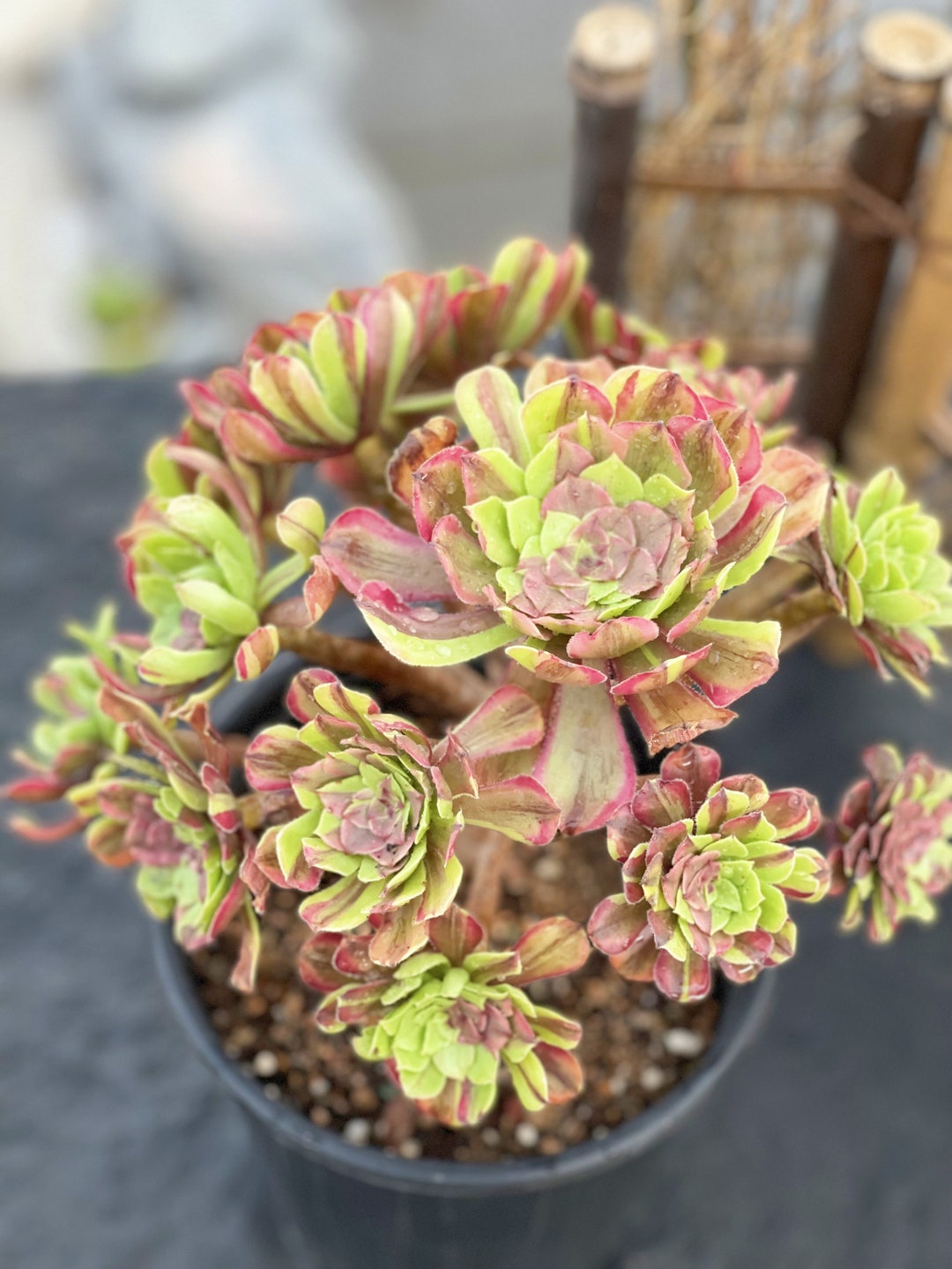 Martian-plant, Aeonium 'pink Daisy', Rare and Colorful Live Succulent ...