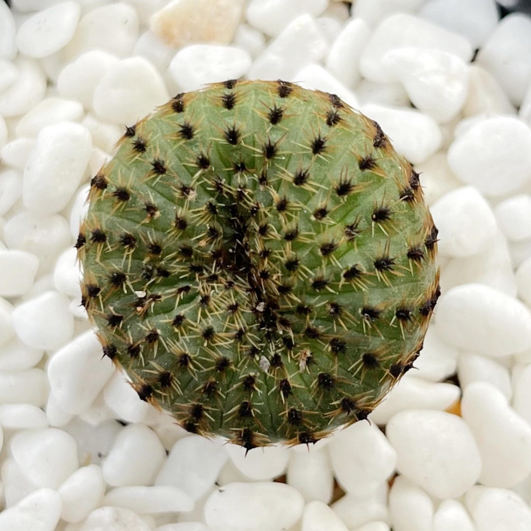 Martian-plant Frailea Pygmaea, Colorful Live Cactus, High Quality Cacti ...