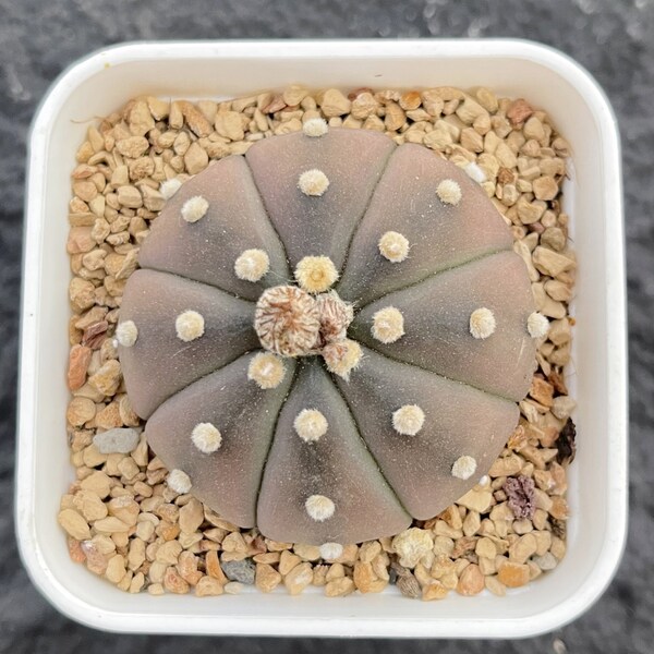 Astrophytum Seeds - Etsy