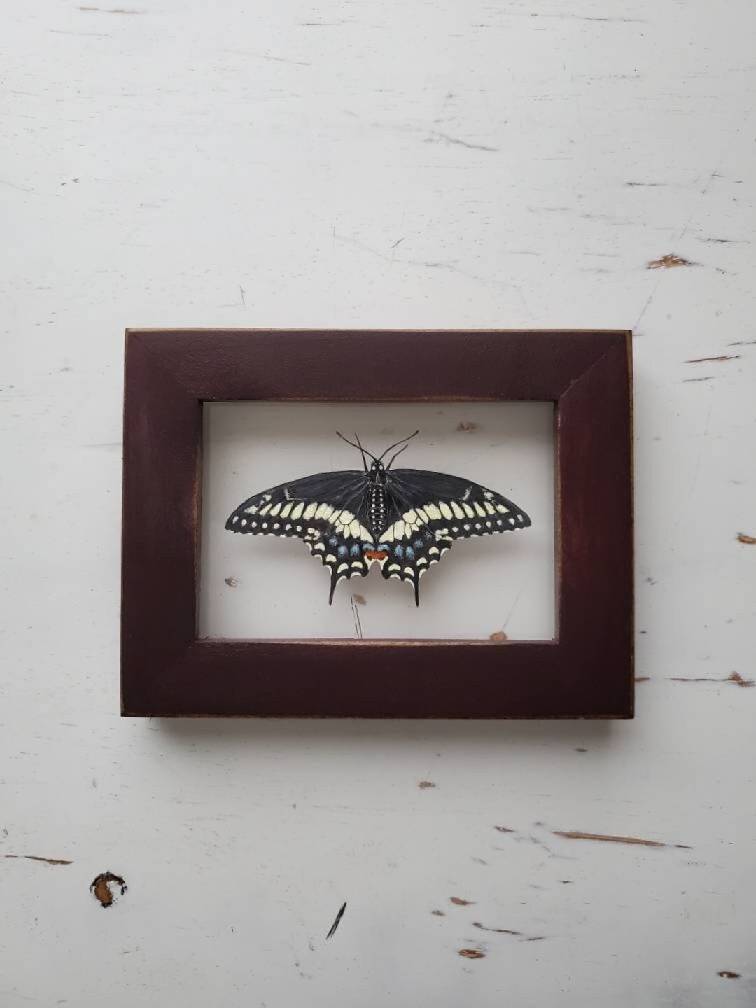 Butterfly Painting Black Swallowtail Framed Original Art - Etsy