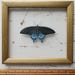 Butterfly Painting | Framed Original Art | Pipevine Swallowtail - Etsy