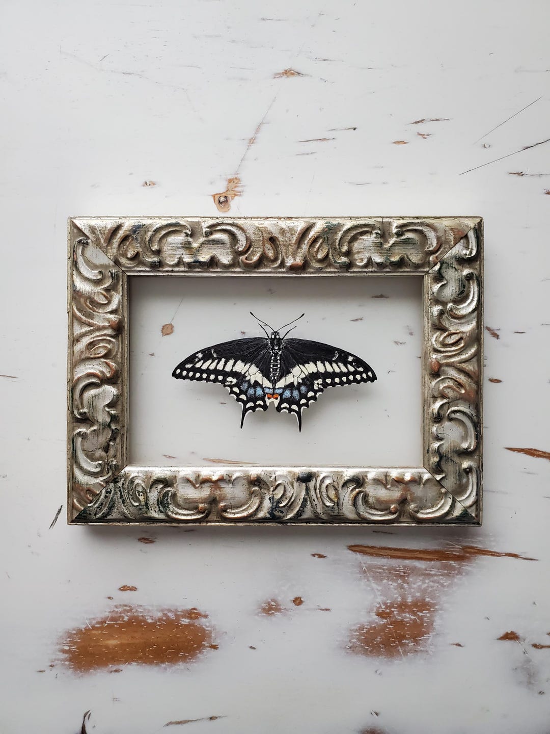 Framed Butterfly Painting | Black Swallowtail | Original Art - Etsy