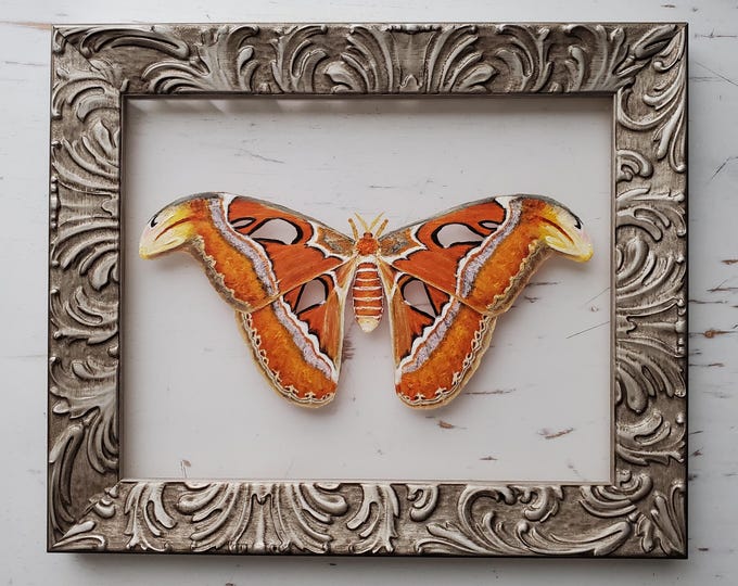 Moth Painting | Atlas Moth | Framed Original Art - Etsy