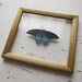 Butterfly Painting | Framed Original Art | Pipevine Swallowtail - Etsy