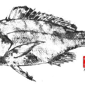 Red Snapper Gyotaku Canvas Print - Etsy