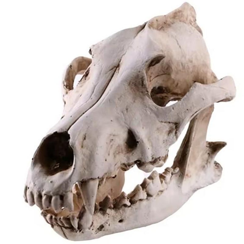 Wolf Skull - Etsy UK