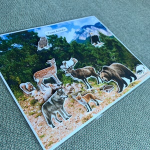Realistic FOREST ANIMALS, Special Education Print, Matching Shapes ...