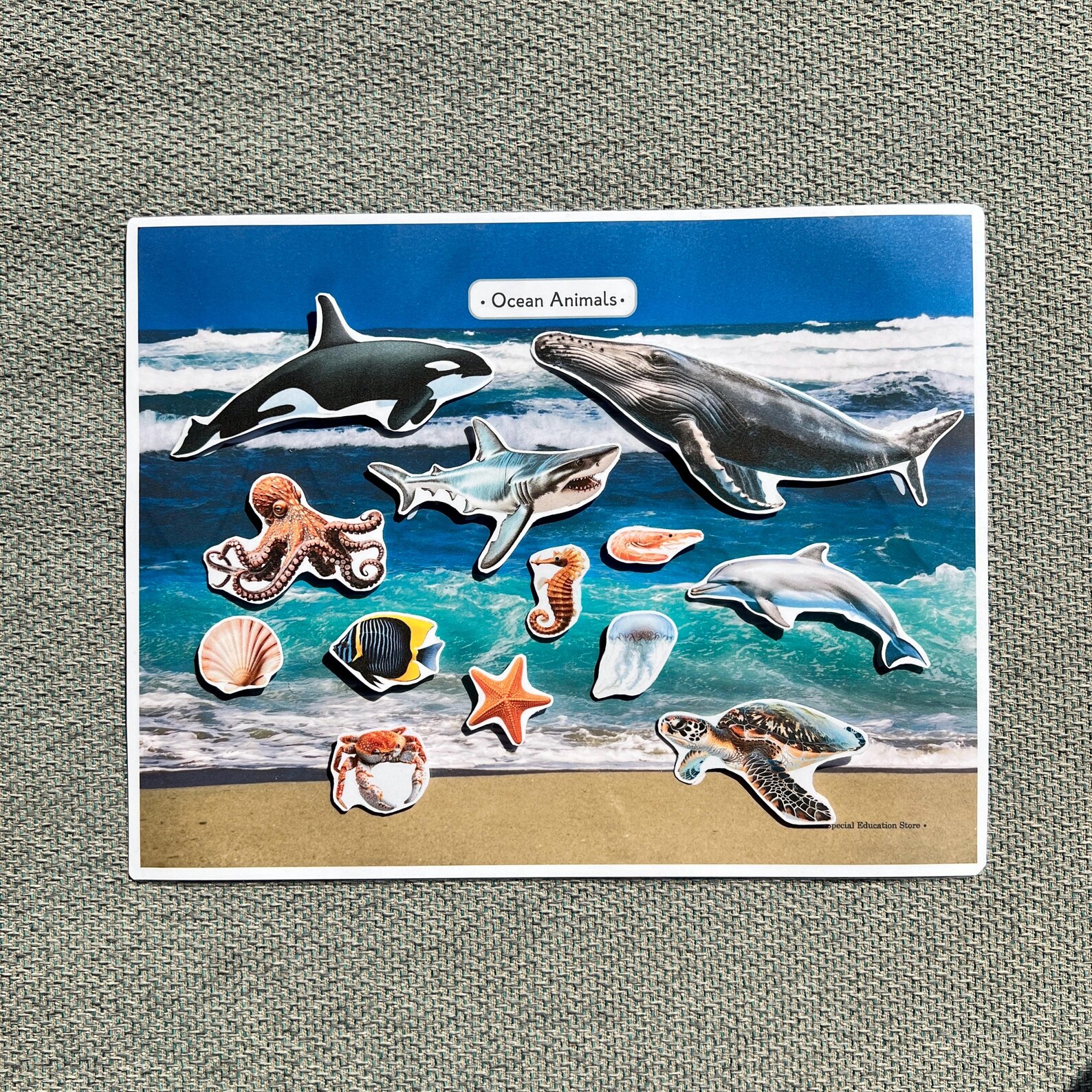 Realistic OCEAN ANIMALS, Special Education Print, Matching Shapes ...