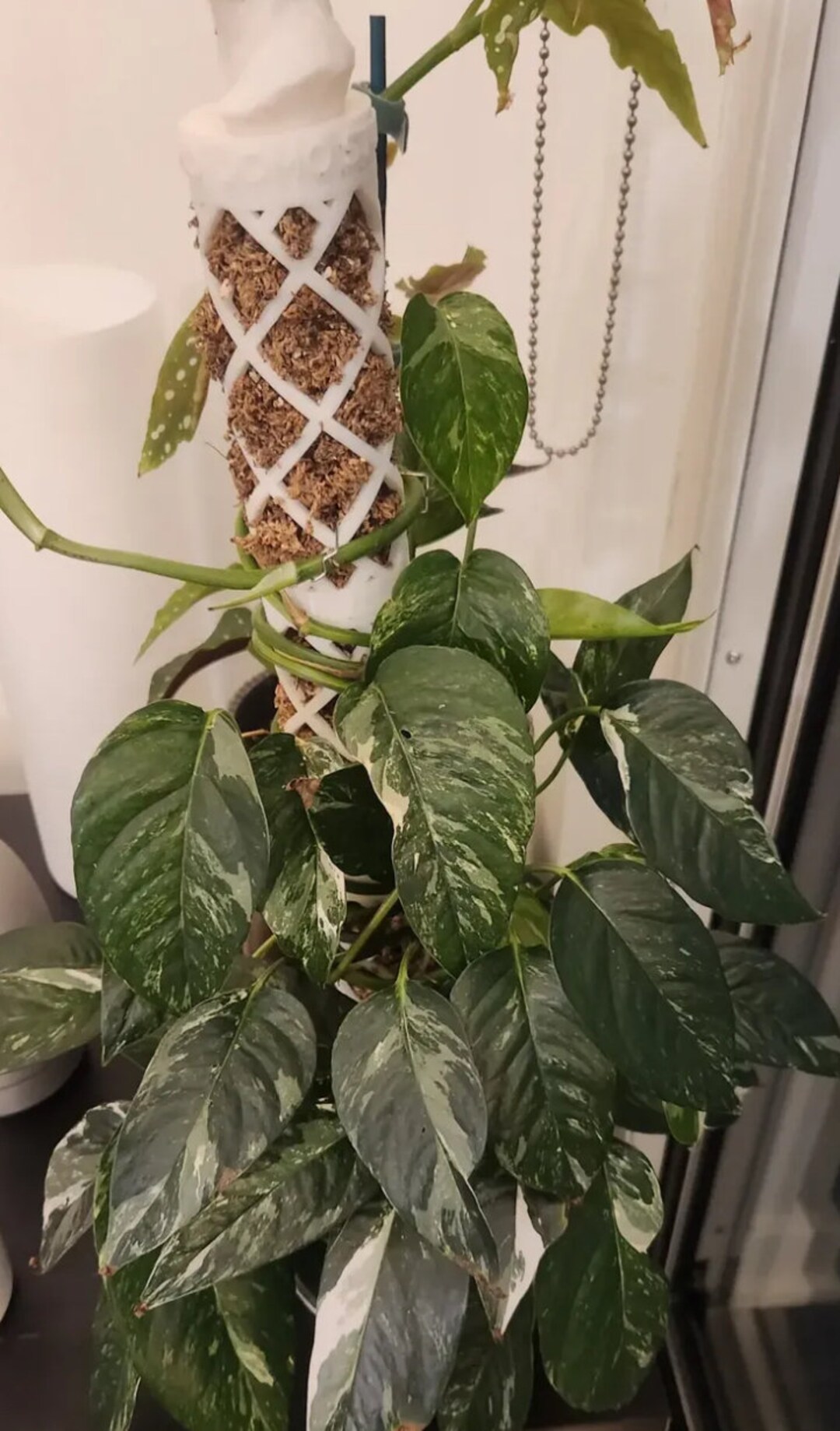 Epipremnum Pinnatum ‘albo’ Cutting – Variegated Pothos - Etsy Canada