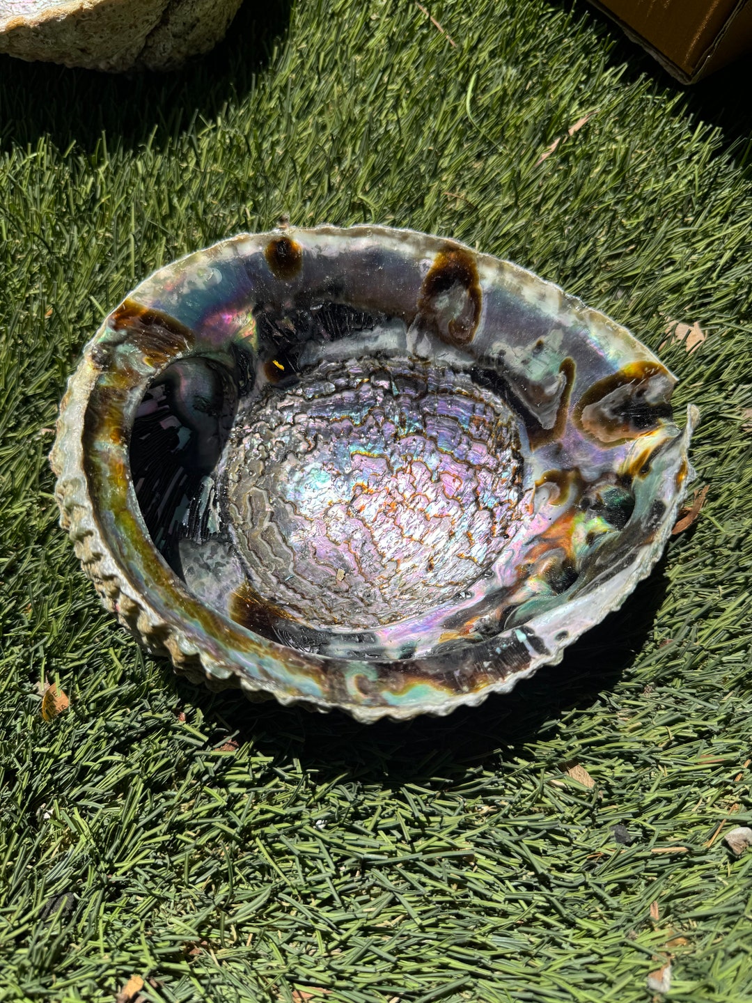 Natural Abalone Shell Smudge Bowl 7" Inch-smudging Practice, Wholesale ...
