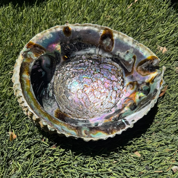 Abalone Shell - Etsy