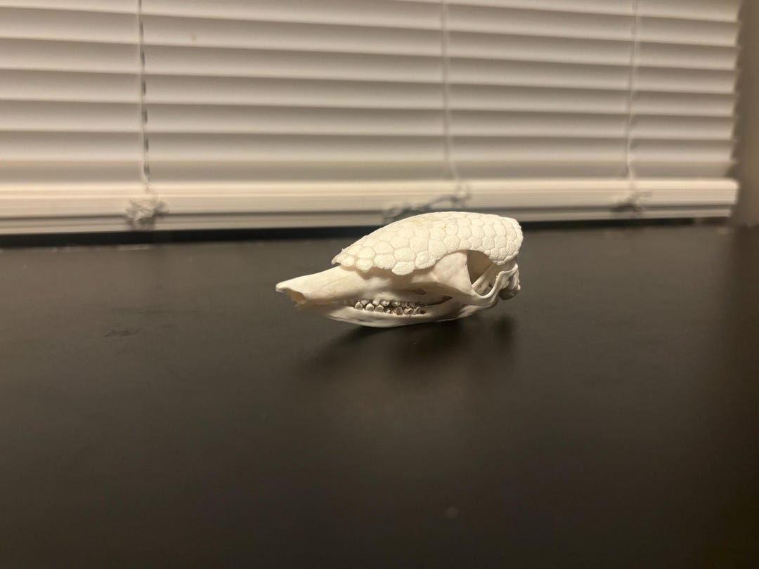 Armadillo Skull Euro Mount - Etsy