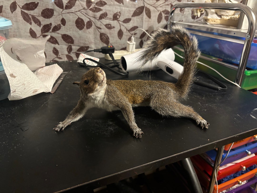 Grey Squirrel Mount - Etsy