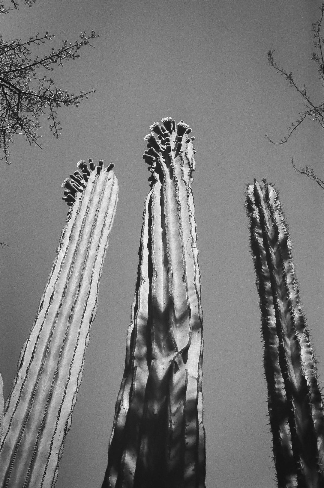 Tall Boys Set of Two 8x10 Prints - Etsy