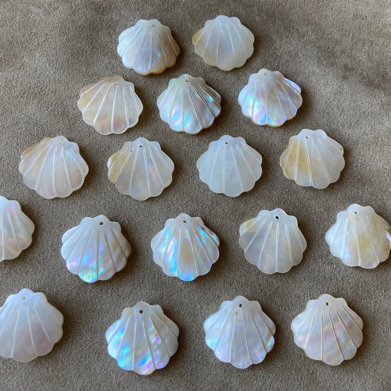 Scallop Shell - Etsy