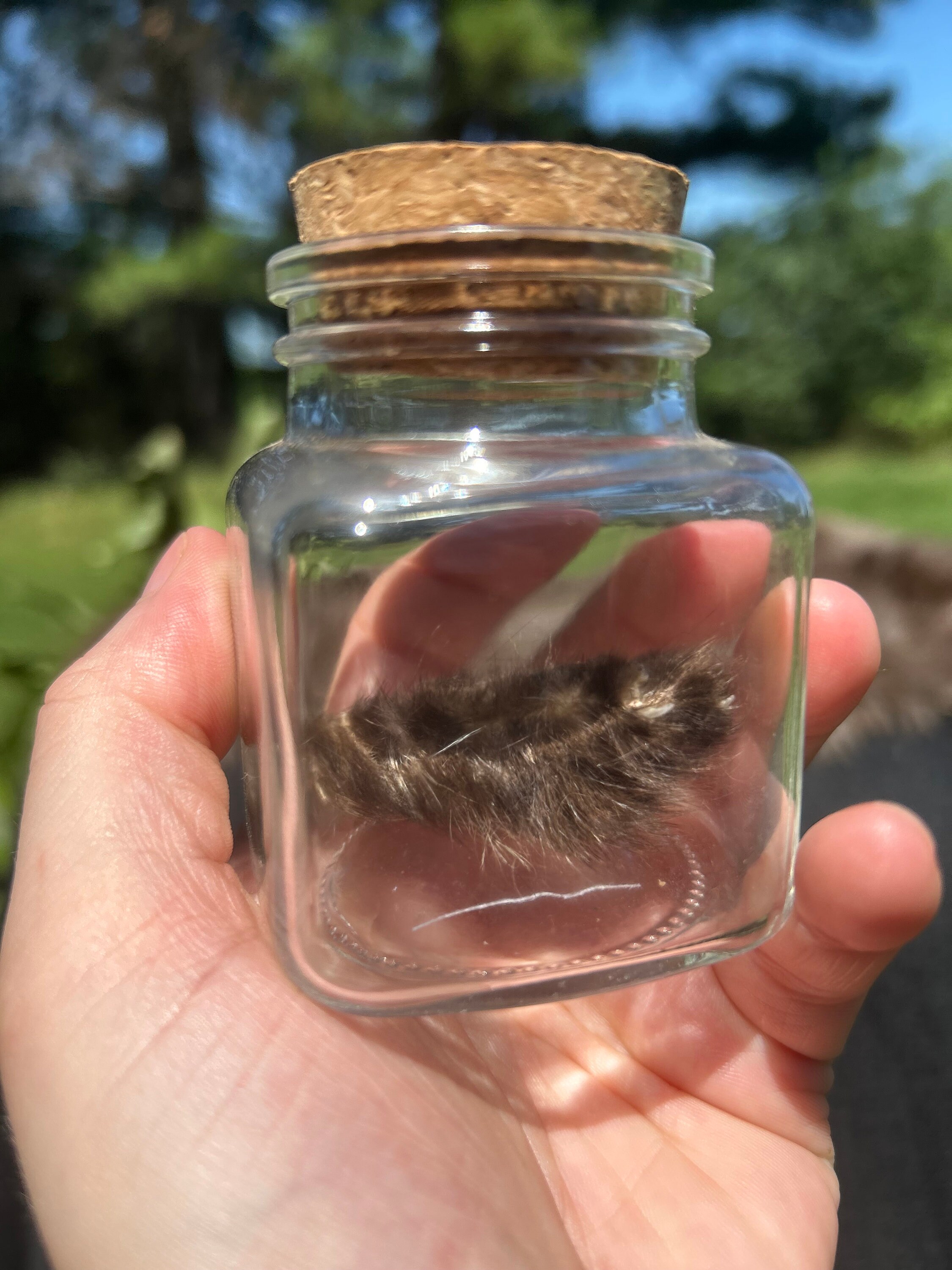 Mummified Calico Cat Paw in Jar - Etsy