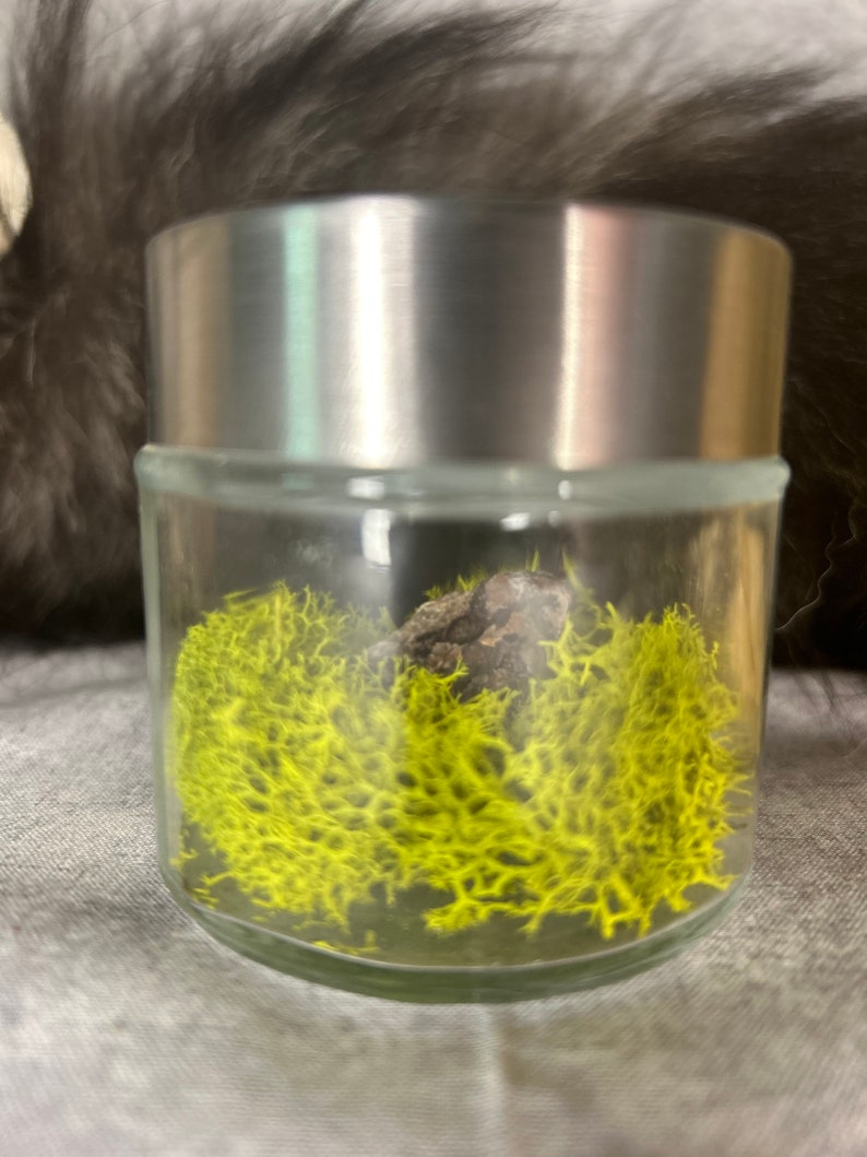 Mummified Dusky Pygmy Rattlesnake Head in Jar - Etsy