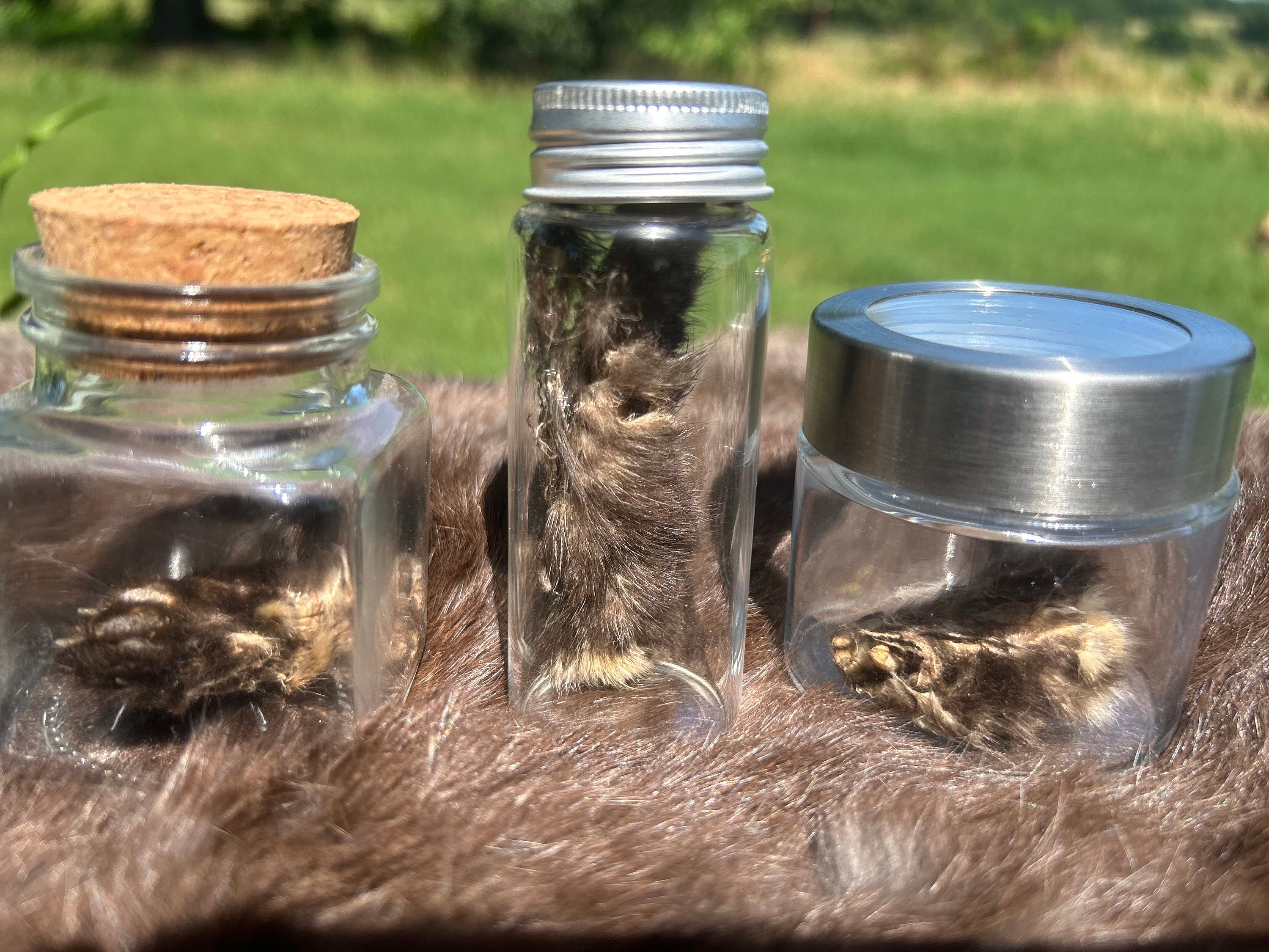 Mummified Calico Cat Paw in Jar - Etsy