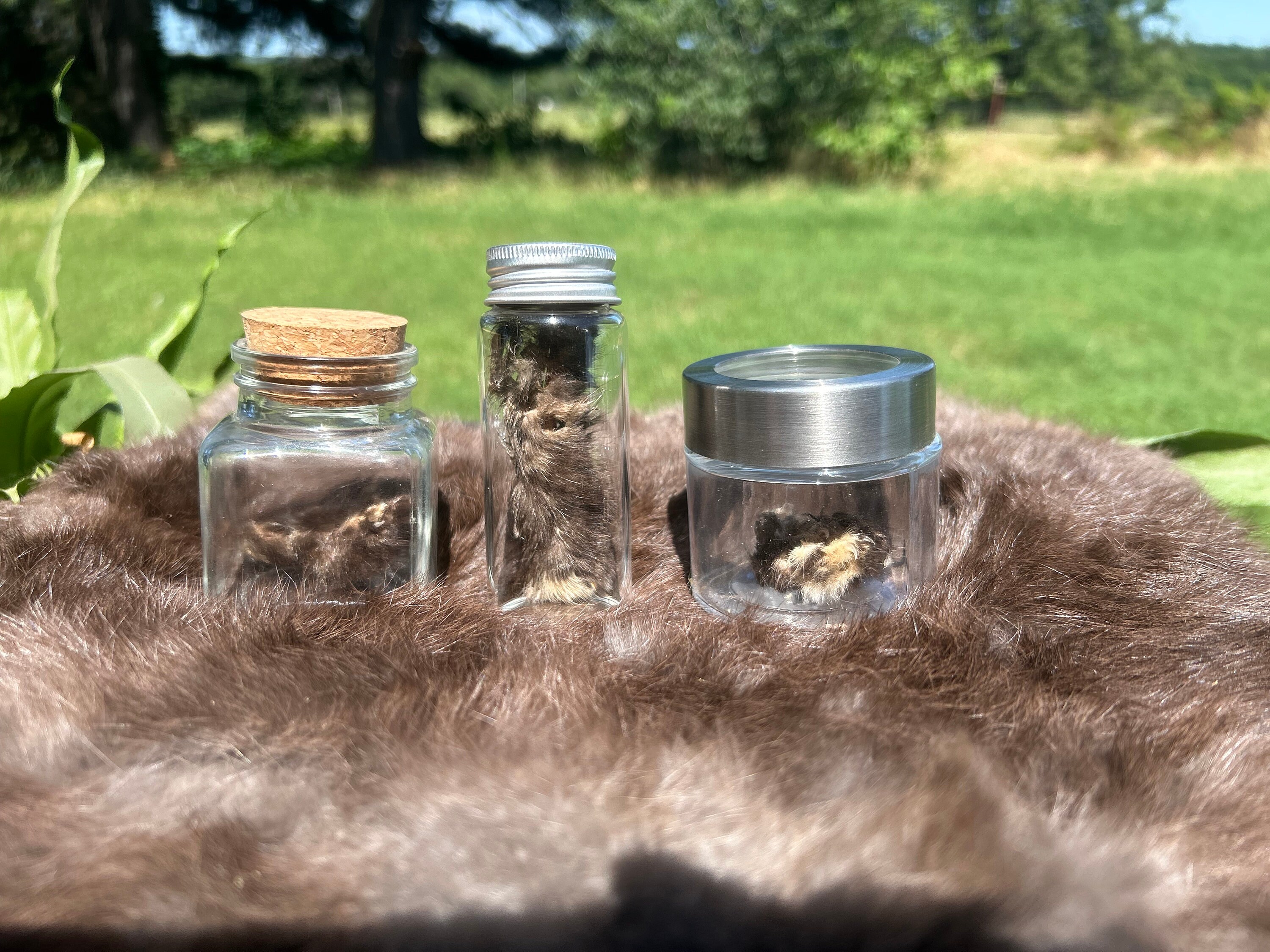 Mummified Calico Cat Paw in Jar - Etsy