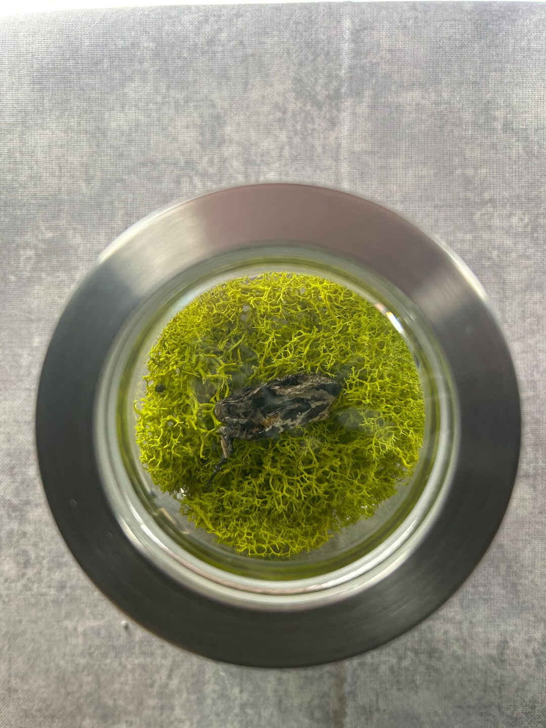 Mummified Dusky Pygmy Rattlesnake Head in Jar - Etsy