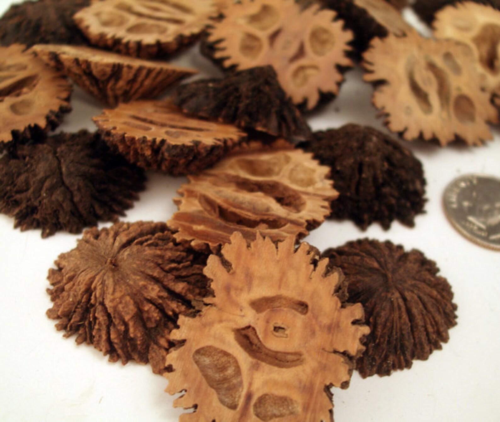 25 Black Walnut Slice -heels-assorted Sizes - Etsy