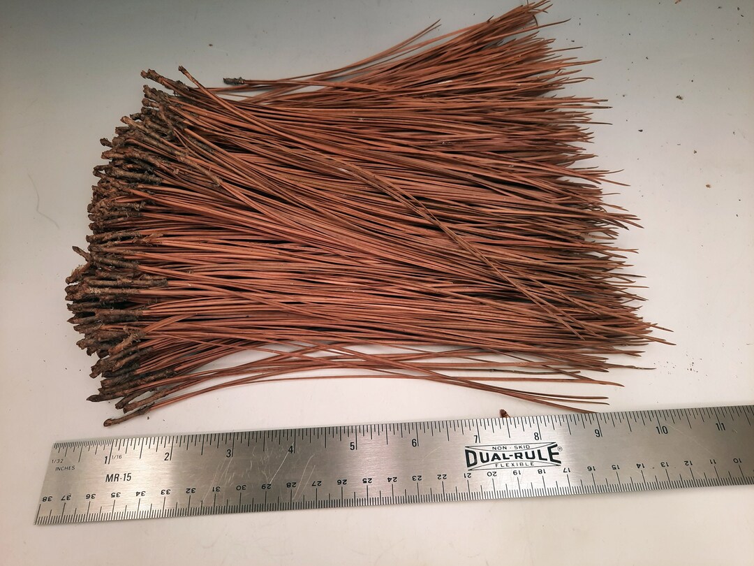 SHORTS!! -- Pine Needles-one 4-ounce Bundle of 8-9 Inch Needles for ...