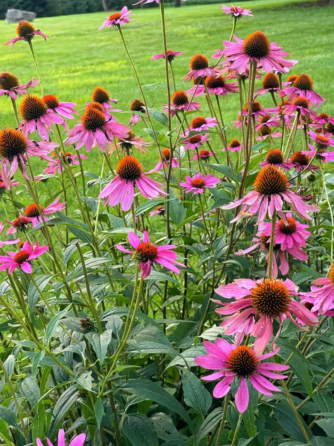 Live Purple Coneflower Plant (bare Root) – Native Echinacea ...
