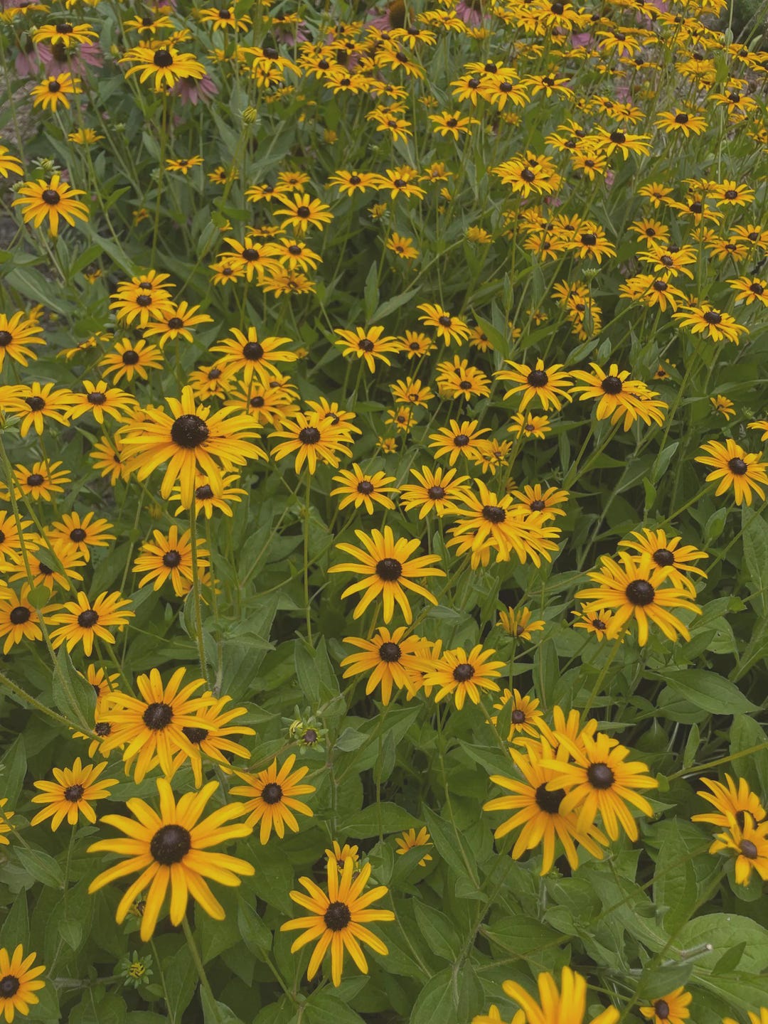 Rudbeckia Hirta Live Black-eyed Susan Plant - 1 Bare Root Planted ...