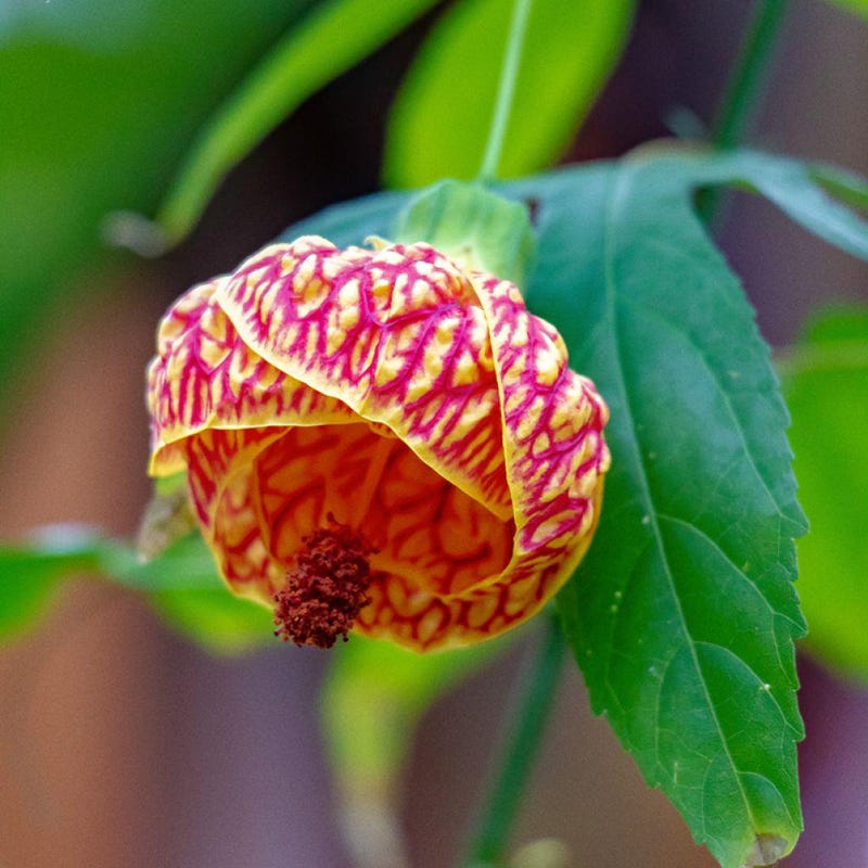 Abutilon - Etsy