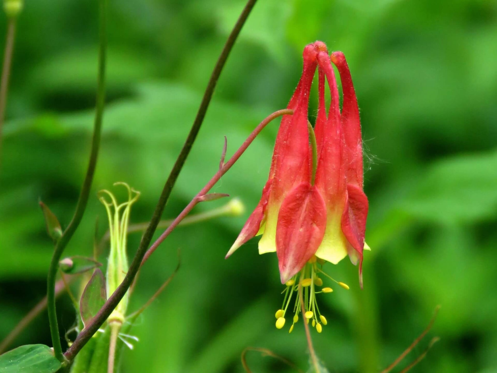 Eastern Red Columbine Seeds - Aquilegia Canadensis Flower Seeds ...