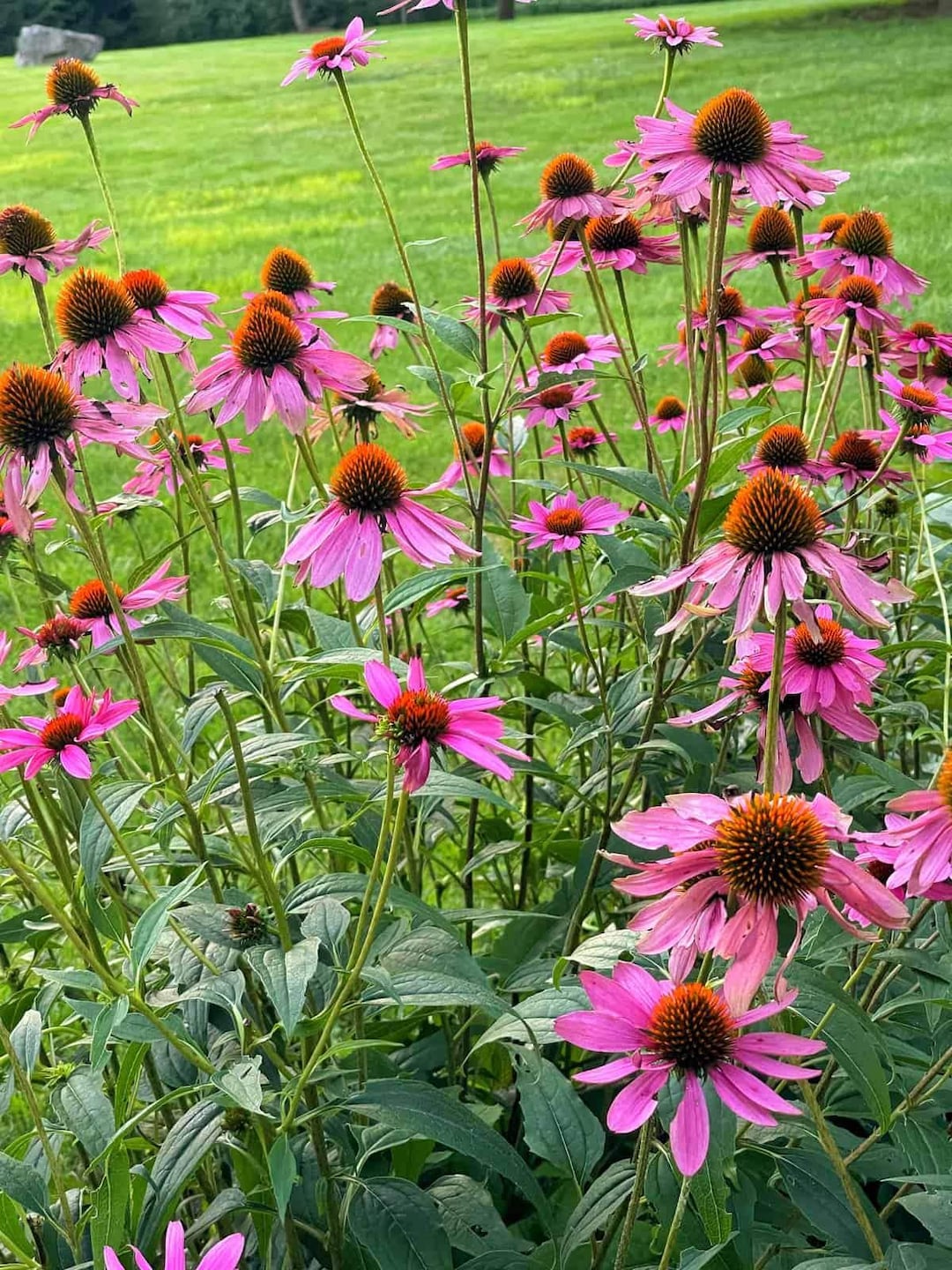 Echinacea Purple Coneflower (live Bare Root Plant) Native, Pollinator ...