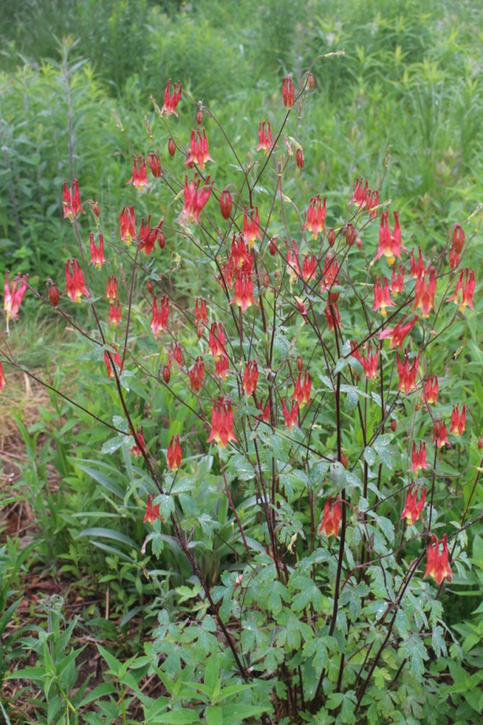 Eastern Red Columbine Seeds - Aquilegia Canadensis Flower Seeds ...