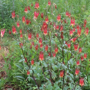 Eastern Red Columbine Seeds - Aquilegia Canadensis Flower Seeds ...