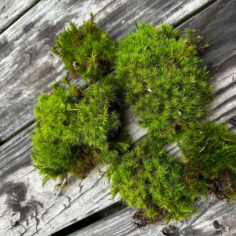 Live Moss - Etsy
