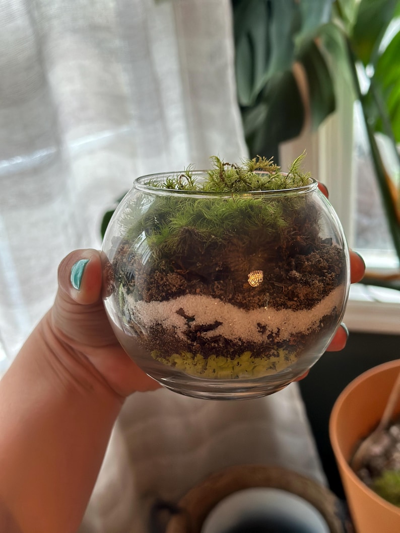 DIY Moss Terrarium Kit - Etsy