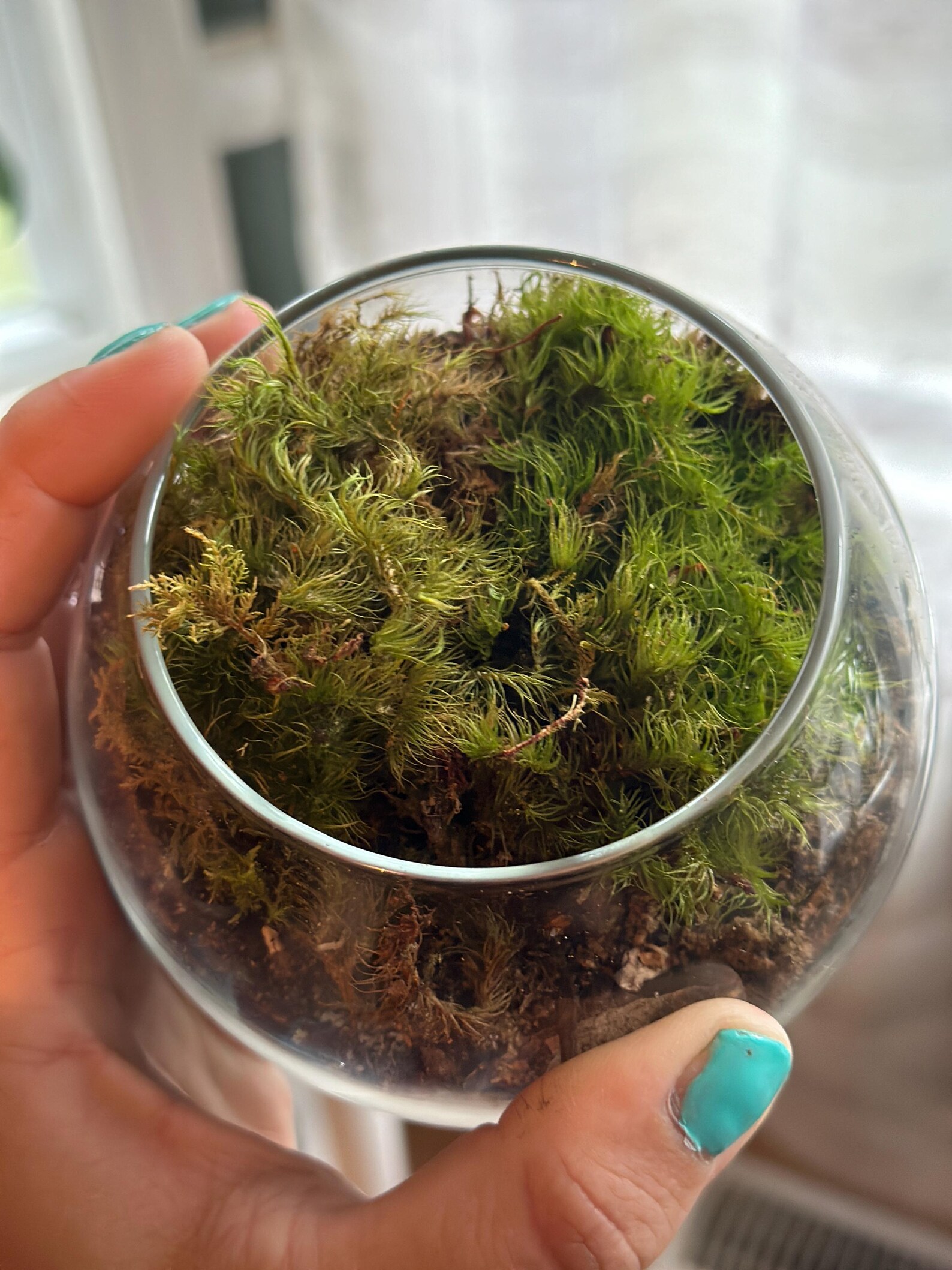 DIY Moss Terrarium Kit - Etsy
