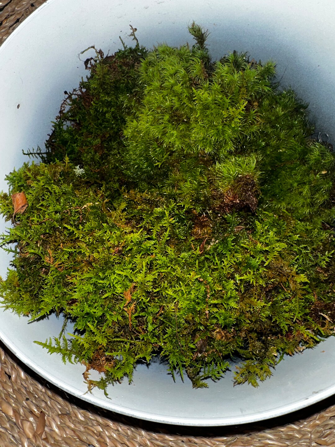Assorted Live Moss - Etsy