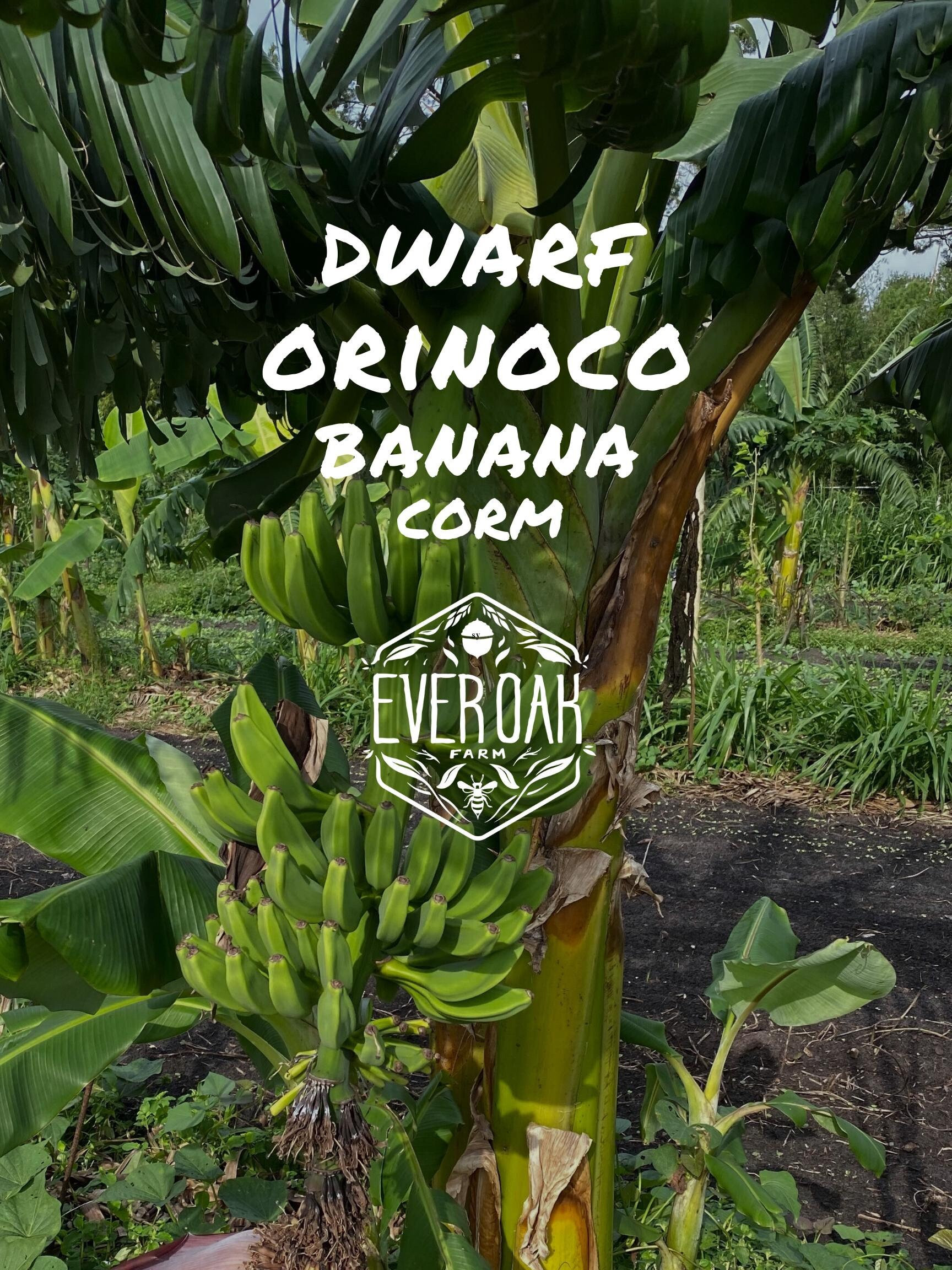 Dwarf Orinoco Banana Corm/rootball - Etsy