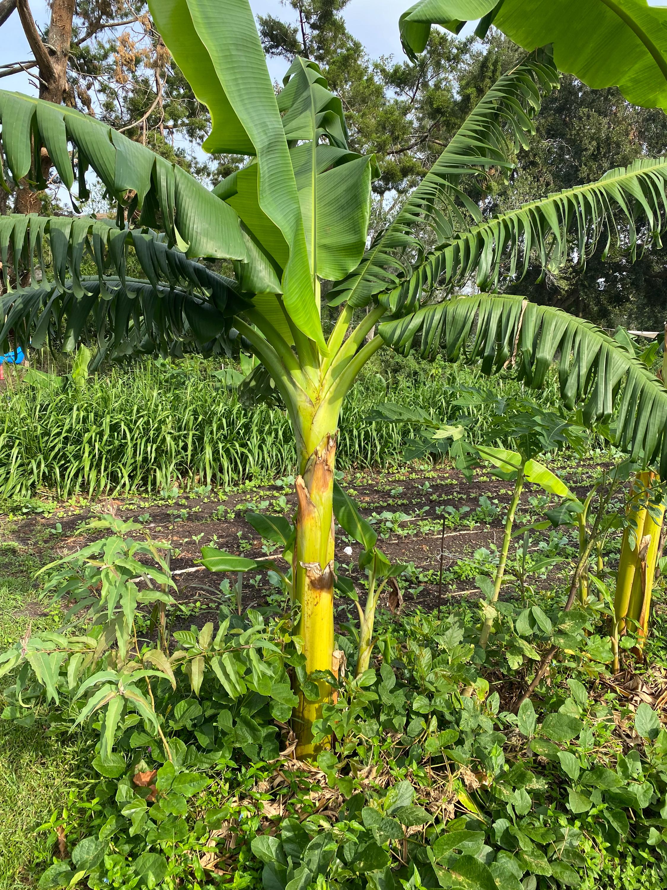 Dwarf Orinoco Banana Corm/rootball - Etsy