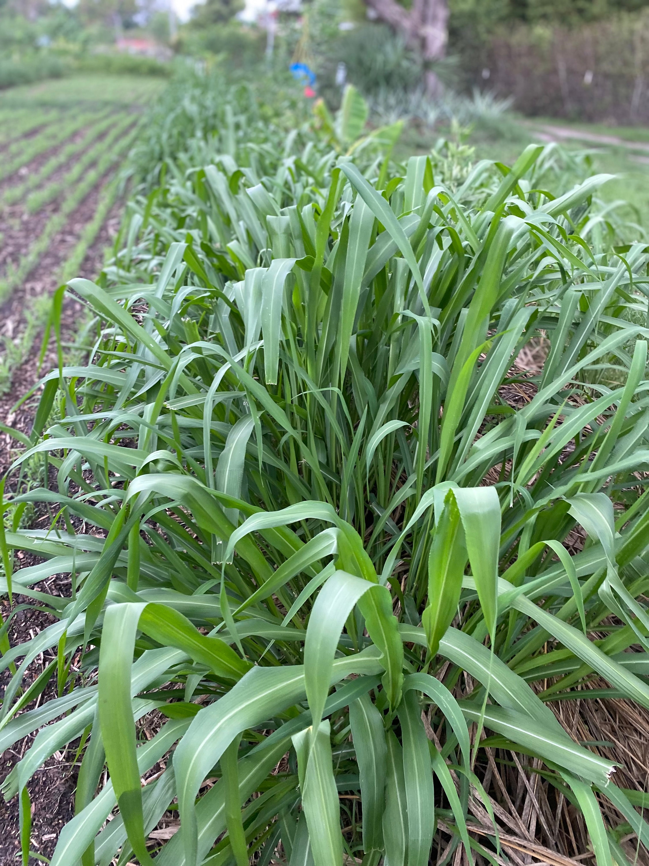 Mombasa Grass (panicum Maximum/megathyrsus Maximus ) Divisions; Agroforestry Support Species - Etsy