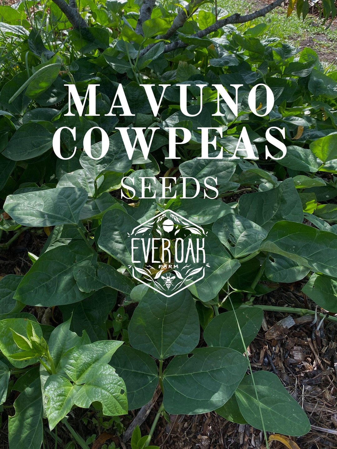 Manuvo Cowpeas (vigna Unguiculata); Agroforestry Support Species - Etsy