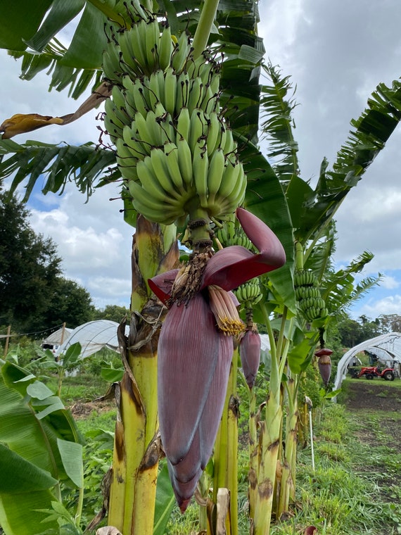 Banana Corm