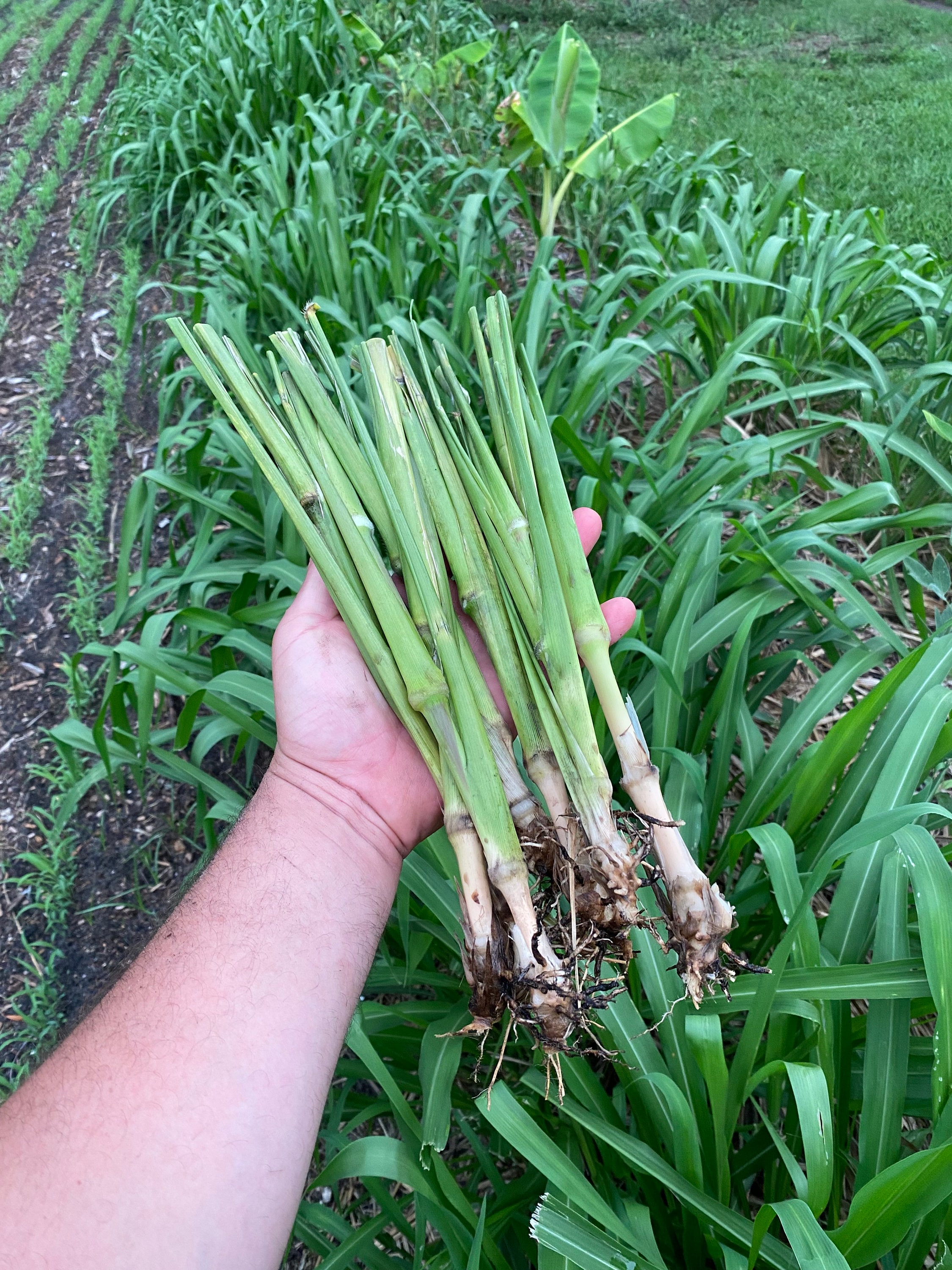 Mombasa Grass (panicum Maximum/megathyrsus Maximus ) Divisions ...