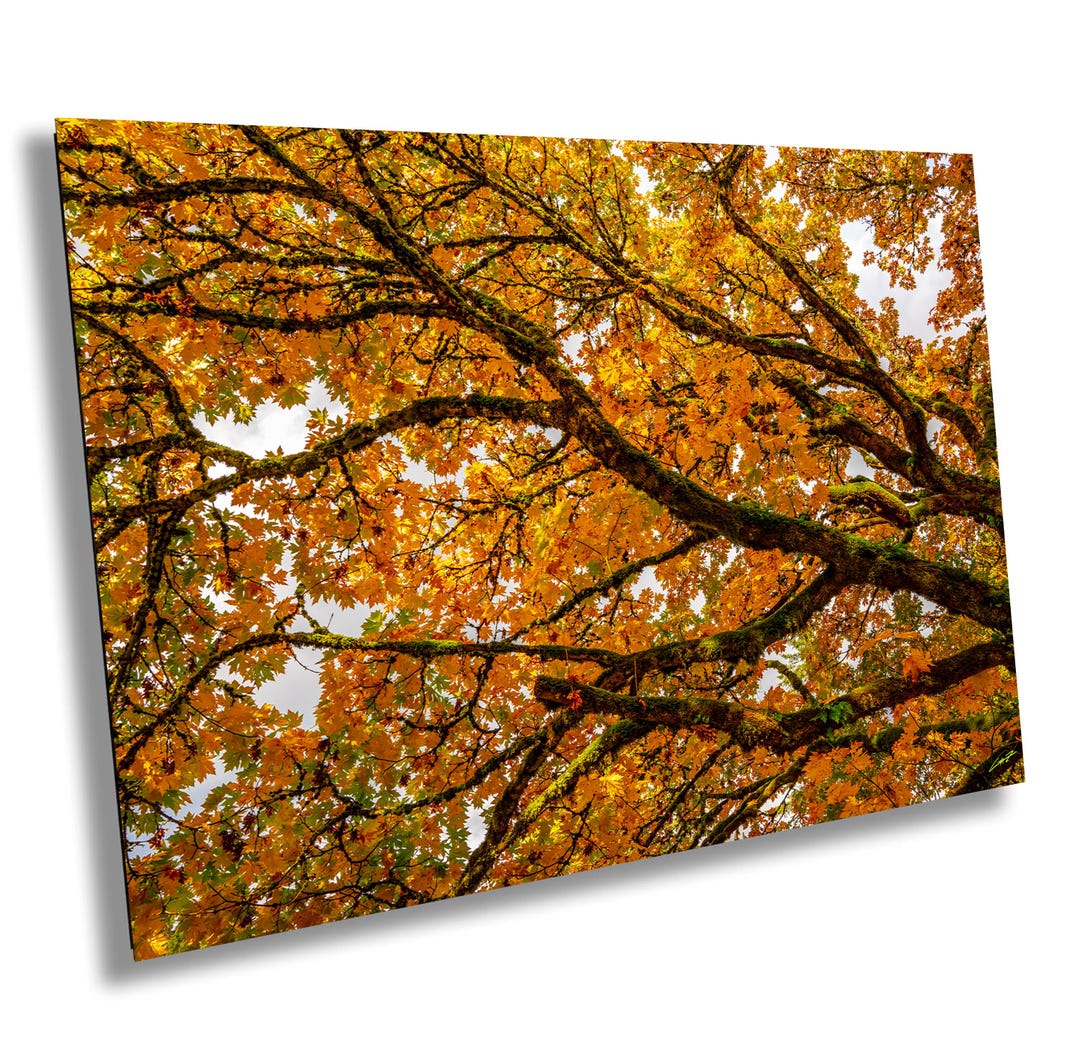 Autumn Oregon Trees, Landscape Photography, Fall Landscape, Fall Print ...