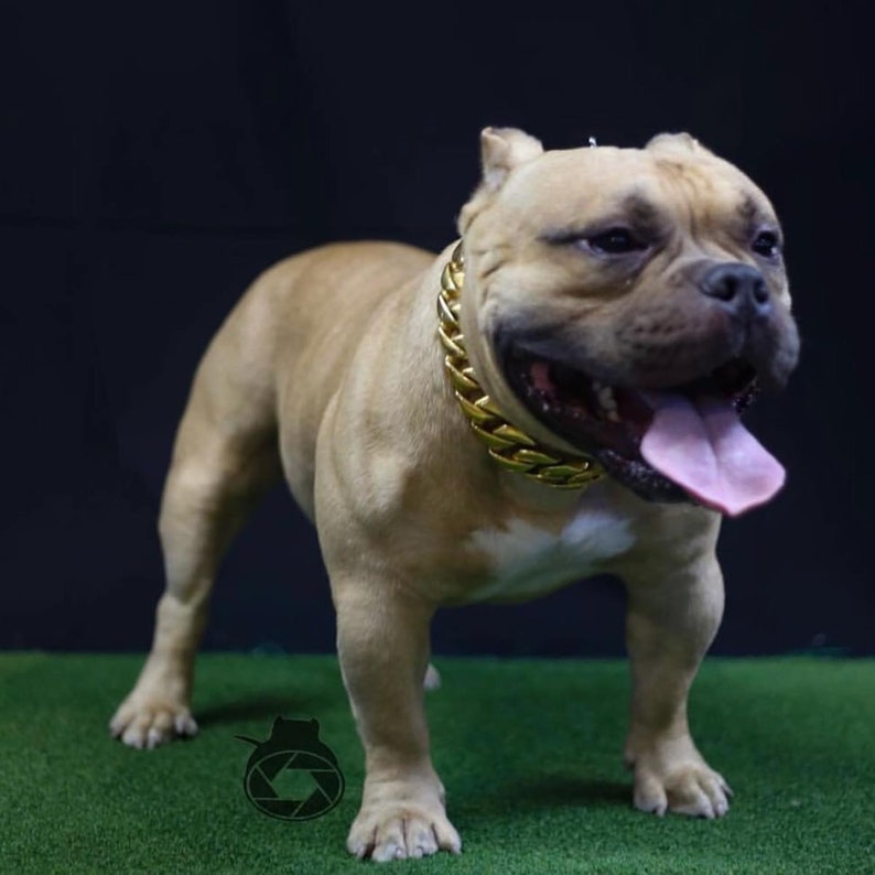 Dog Cuban Collar Chain Link - Etsy