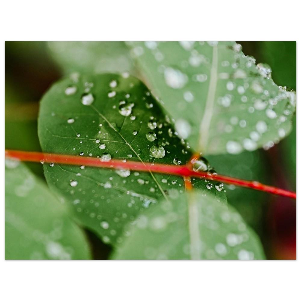 Rain Drops on Leaves - Fine Art Print - Etsy
