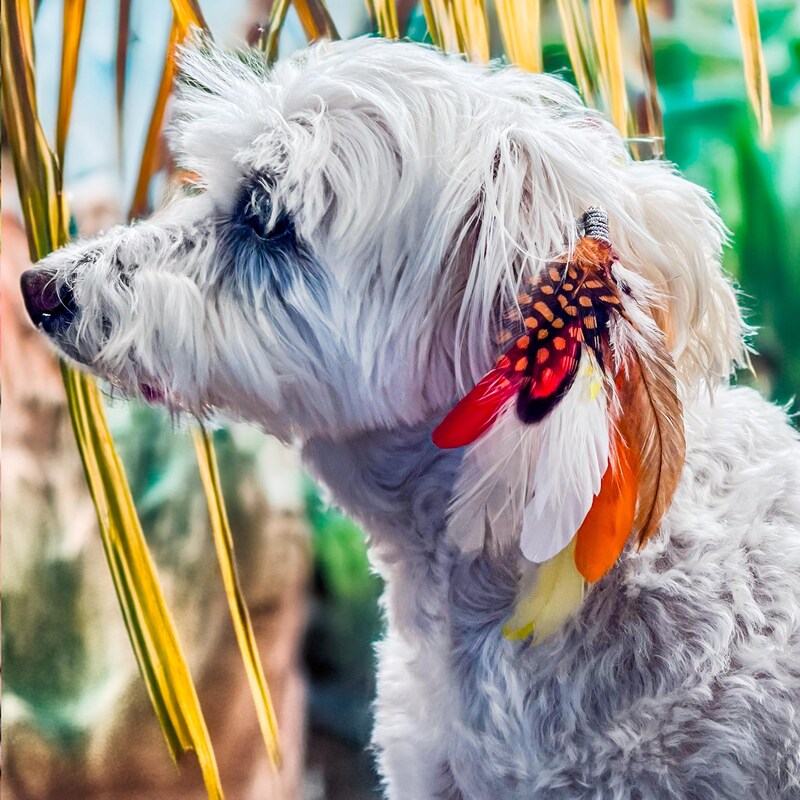 Hair Accessories for Dogs - Etsy