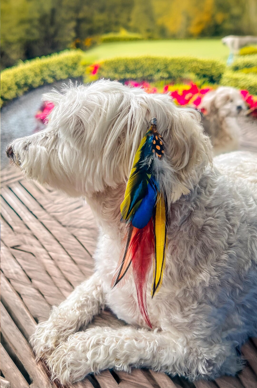 Feathers for Dogs, Feather Dog Extension, Dog Ear Feathers, Pet Hair ...